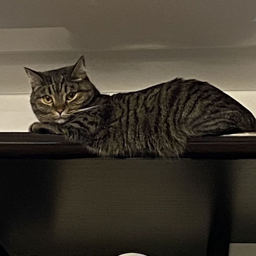 Взрослый кот в добрые руки