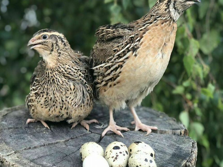 Перепела продажа