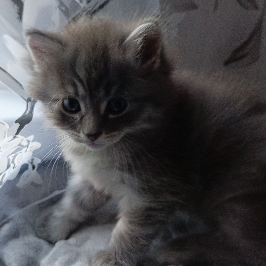 Курильский бобтейл короткошёрстный котёнок