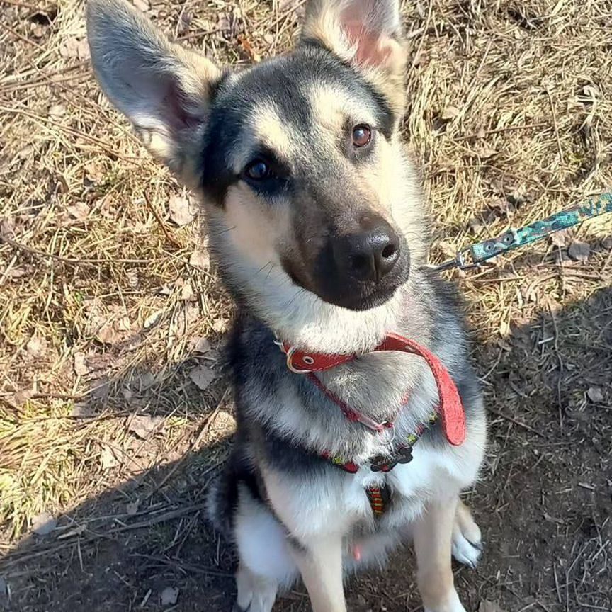 Щенок, собака в добрые руки, бесплатно, дар