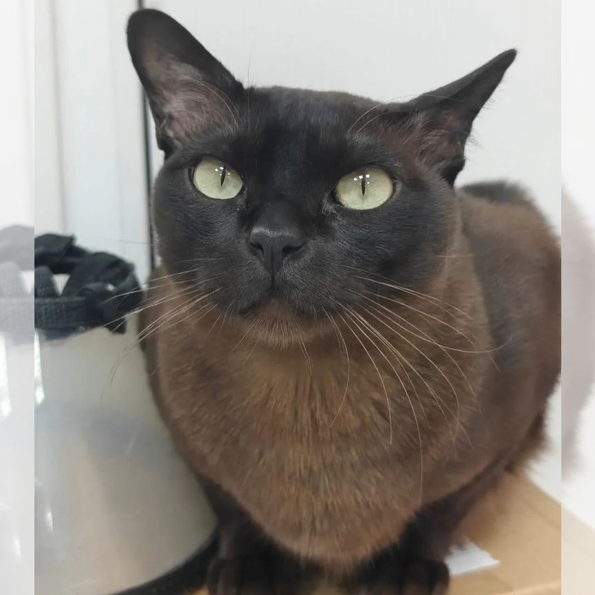 Американский бурманский, взрослый кот