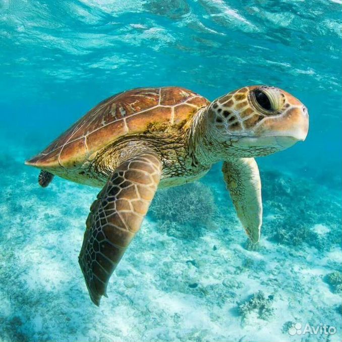 Морская черепаха