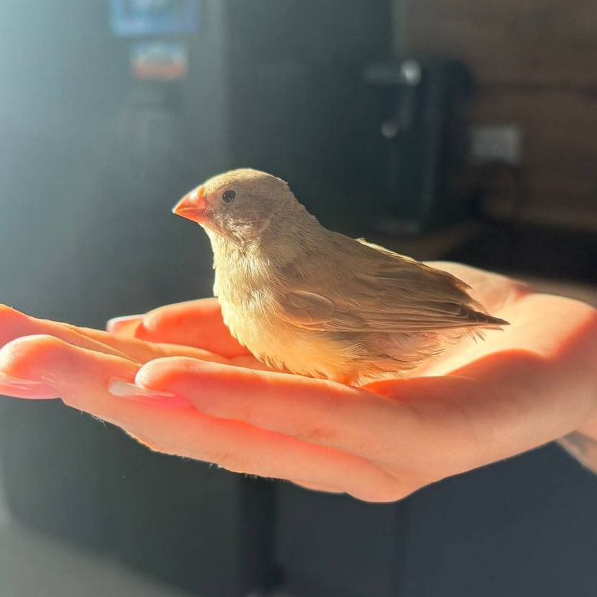 Отдам птиц Амадинов