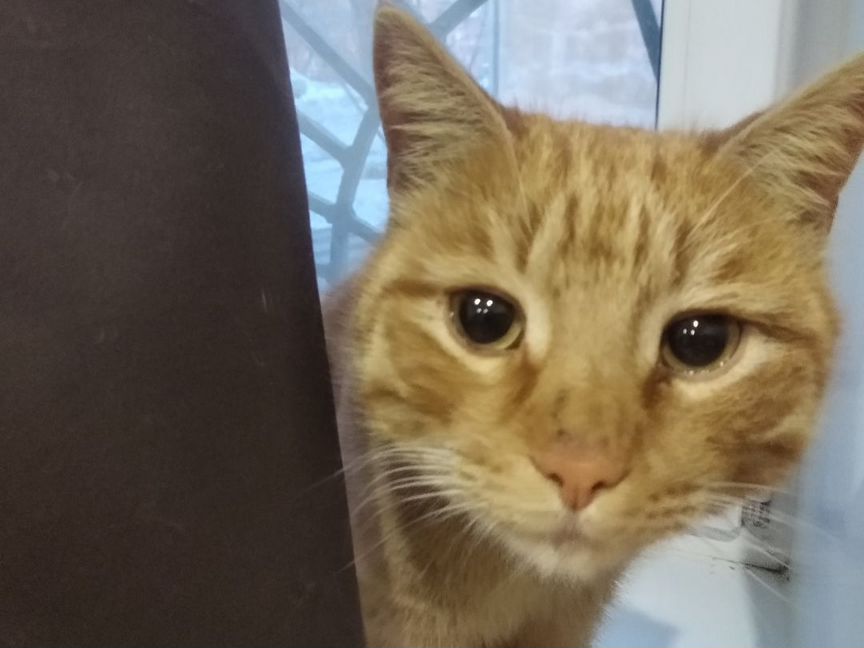 Рыжий кот