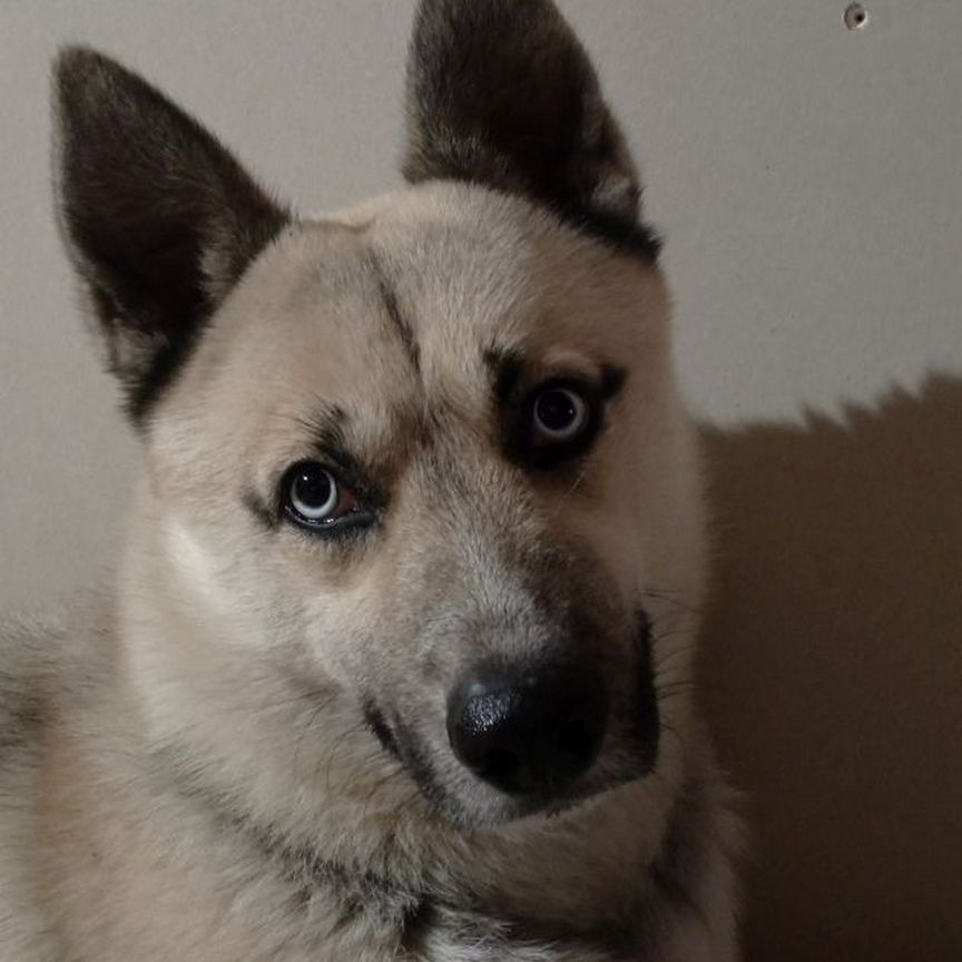 Помесь хаски и малинуа