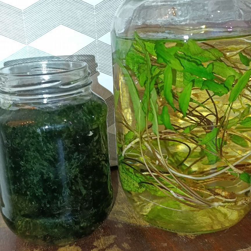 Аквариумные растения. Криптокорина, мох