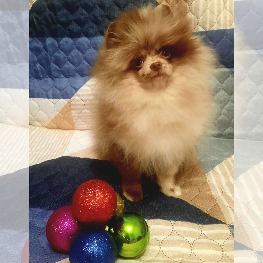 Померанский шпиц, щенок