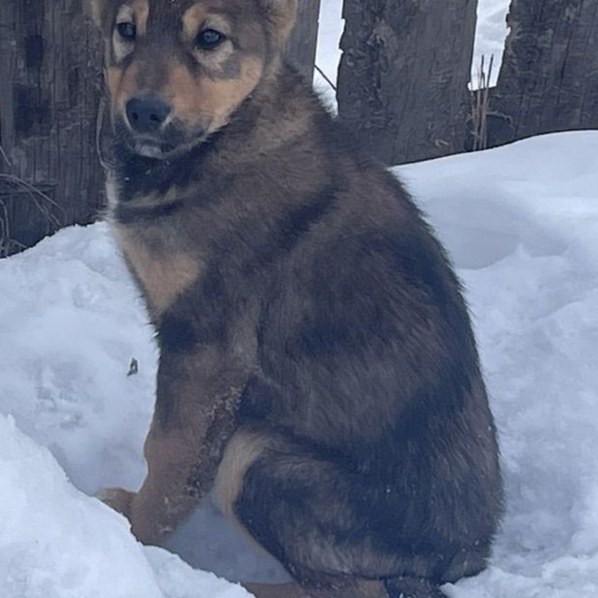 Щенок в добрые руки