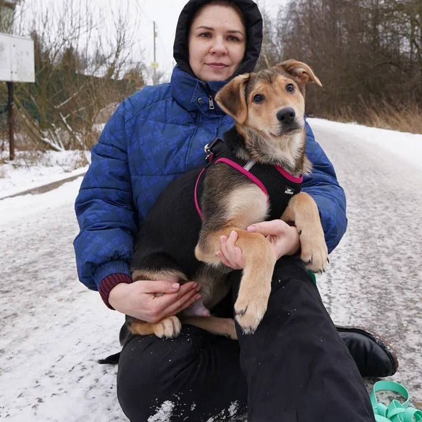 Щенок в добрые руки