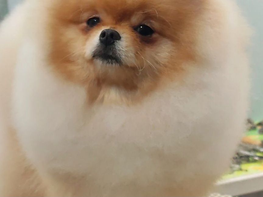 Померанский шпиц