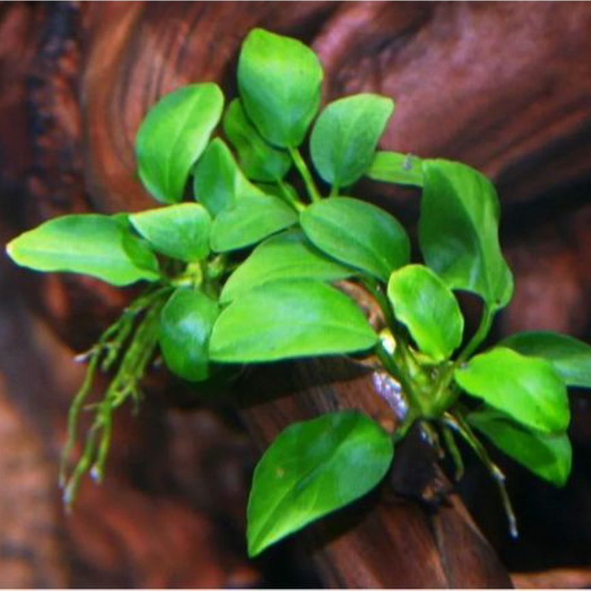 Анубиас взрослое большое растение