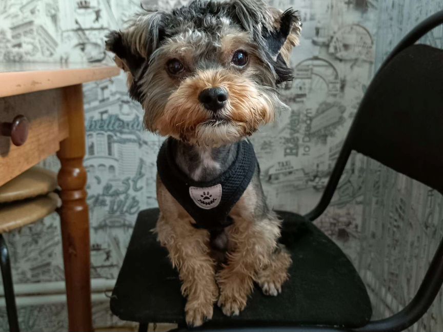 Йоркширский терьер вязка