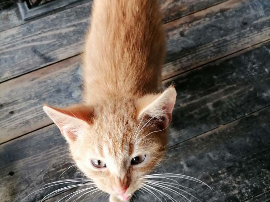 Кошка