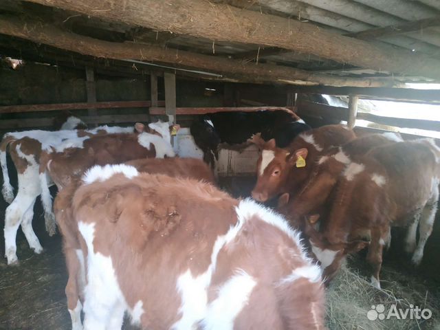 Бычки мясной породы