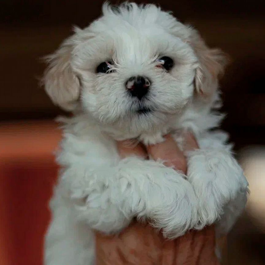 Мальтипу щенок мальчик