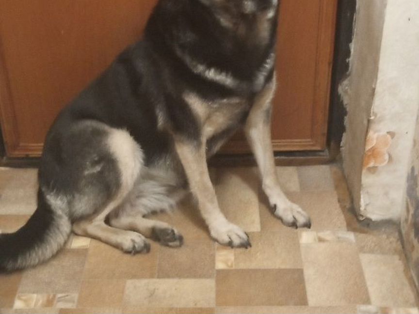 Отдам бесплатно