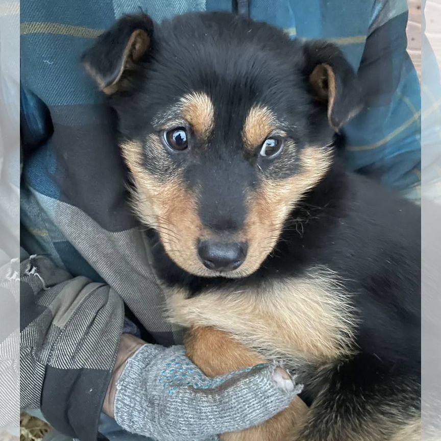 Щенок в добрые руки