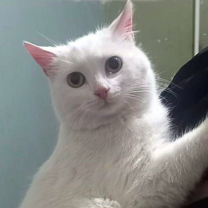 Кефирчик для здоровья