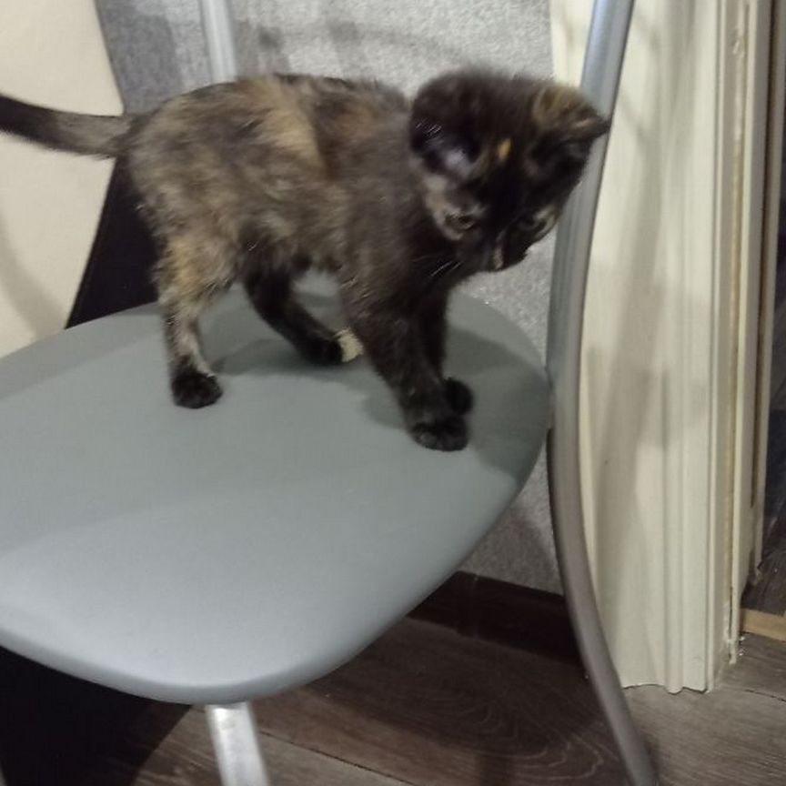 Котята в добрыеи бесплатно девочка очень шустрая