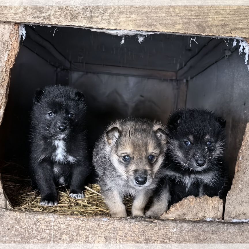 Лайка, щенок