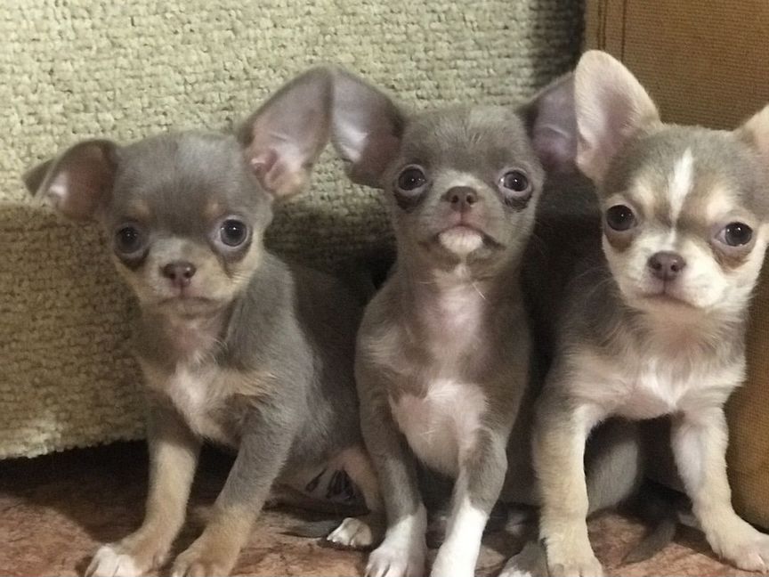 Лилововые стандартные малышки чишки РКФ