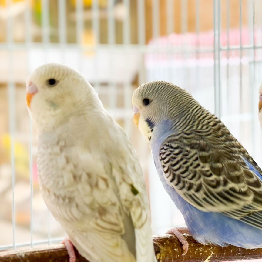 Волнистые Чехи 45-52 дней