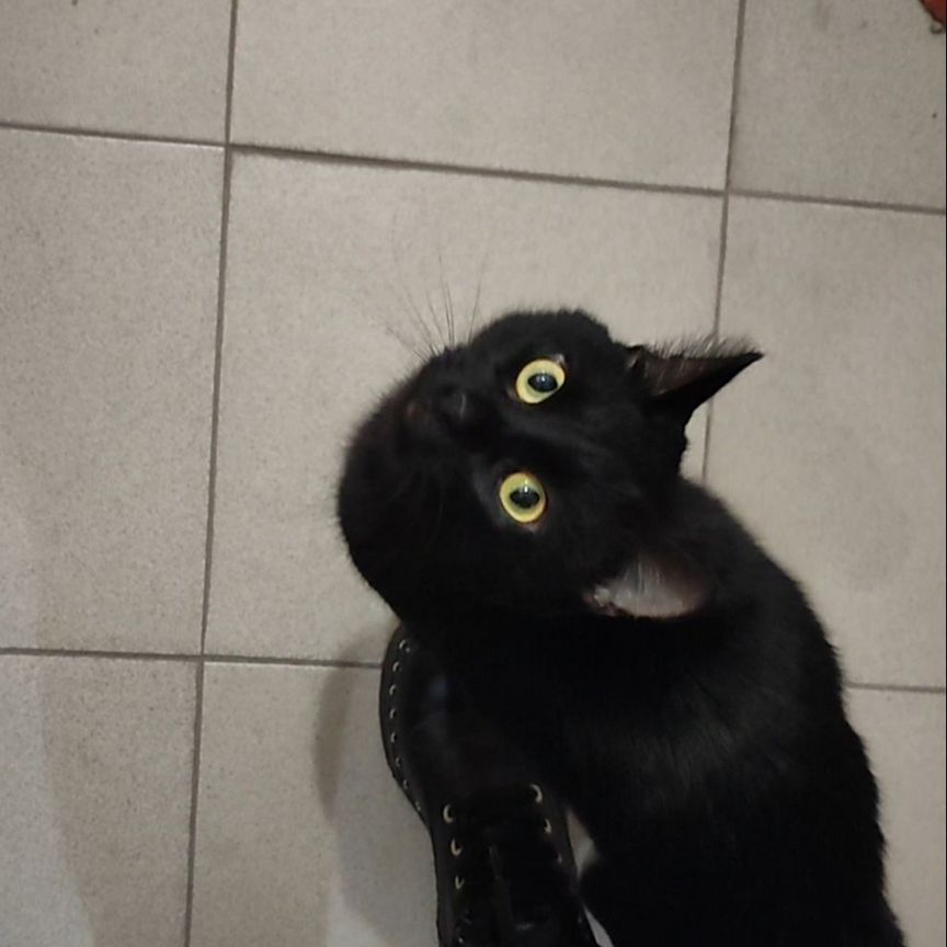 Котик в добрые руки