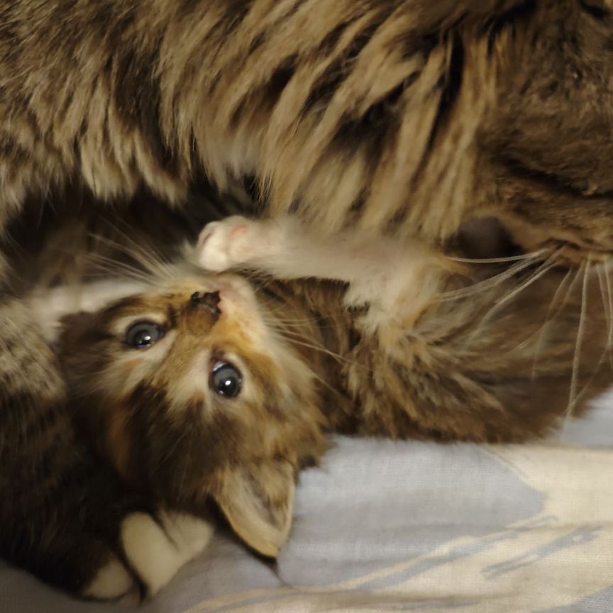 Котёнок от частного владельца