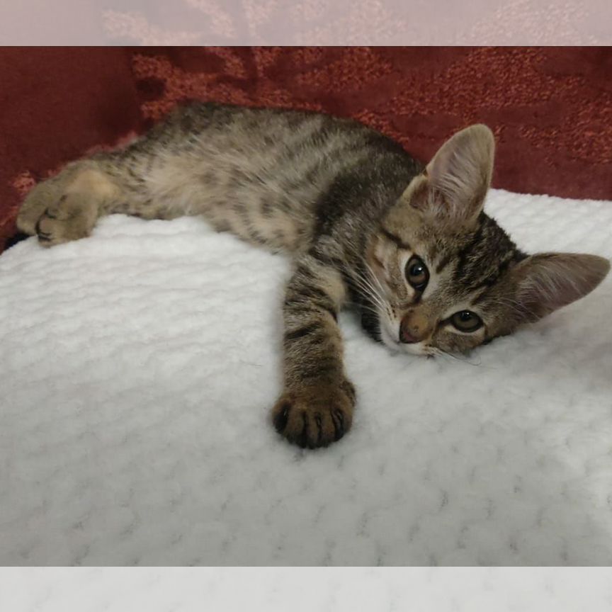 Котенок Лютик в добрые руки