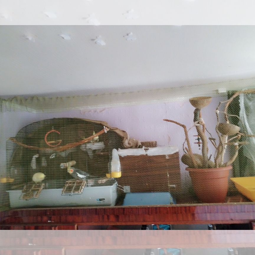 Попугай корелла с клеткой