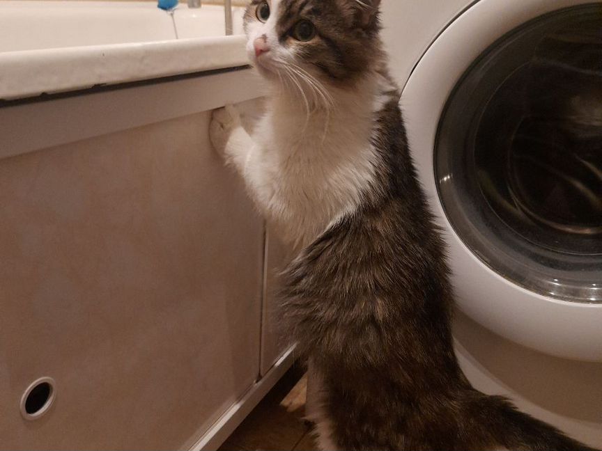 Кастрированный кот