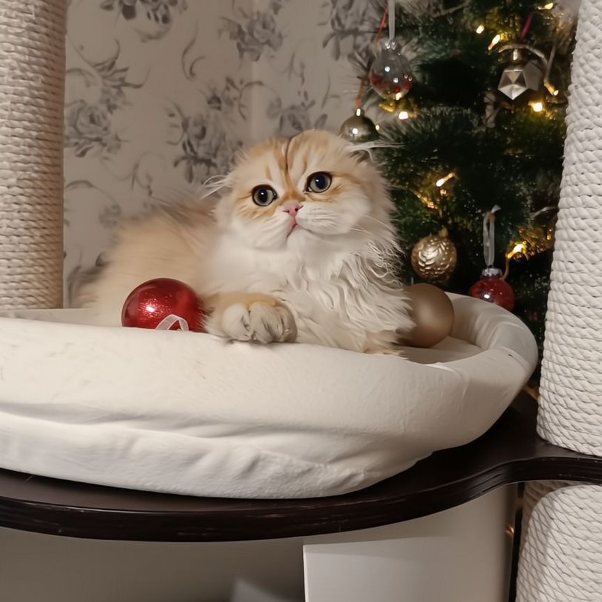 Шотландский вислоухий длинношёрстный котёнок