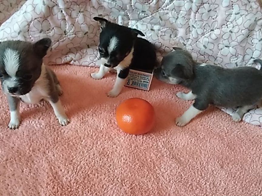 Чихуахуа щеночки- мальчики