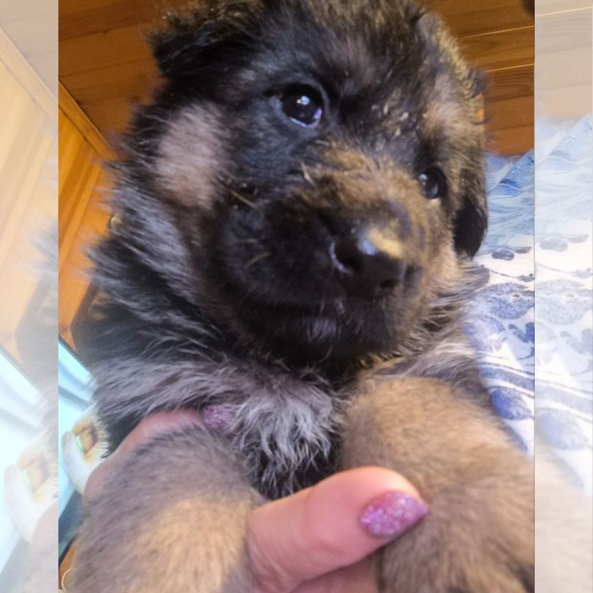 Немецкая овчарка, щенок