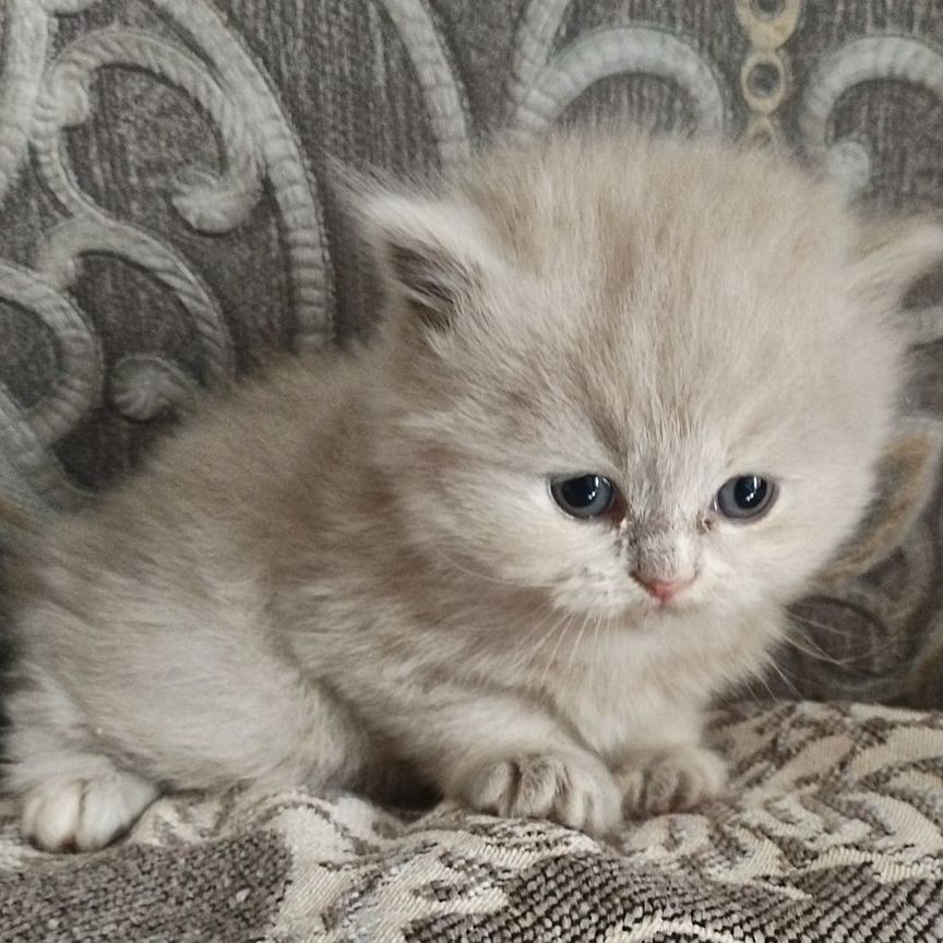Шотландский прямоухий короткошёрстный котёнок