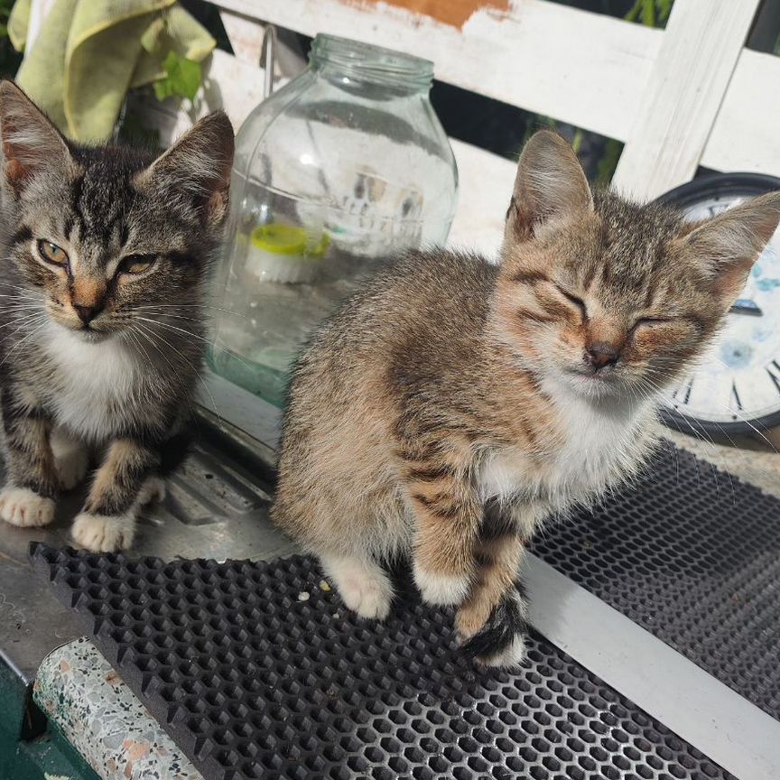 Котята в добрые руки