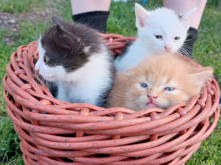Кошка, кот, котята