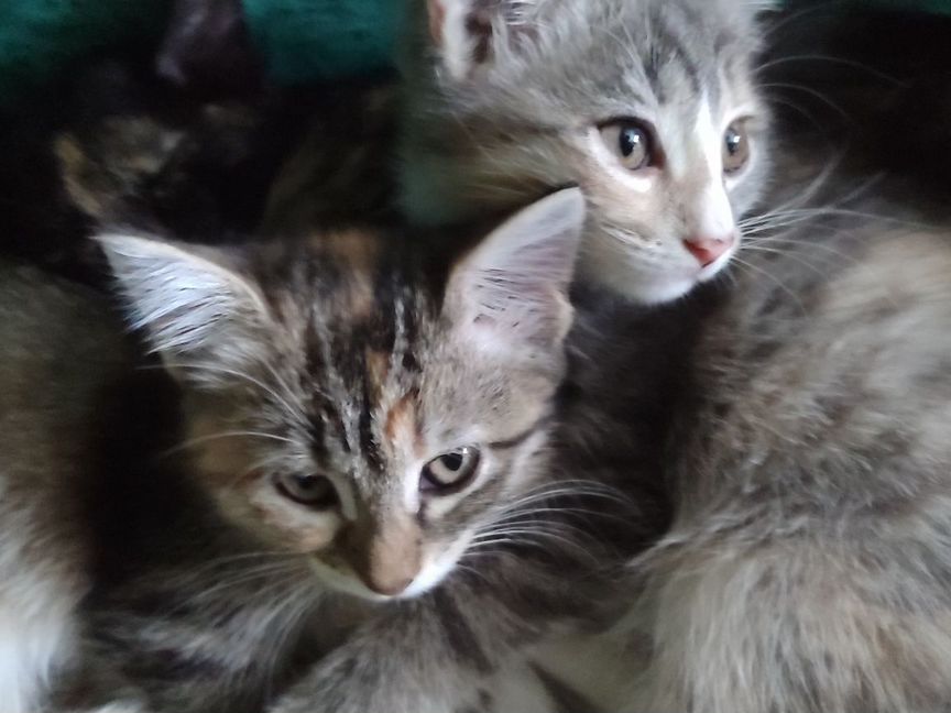 Трехшерстные кошечки ищут дом