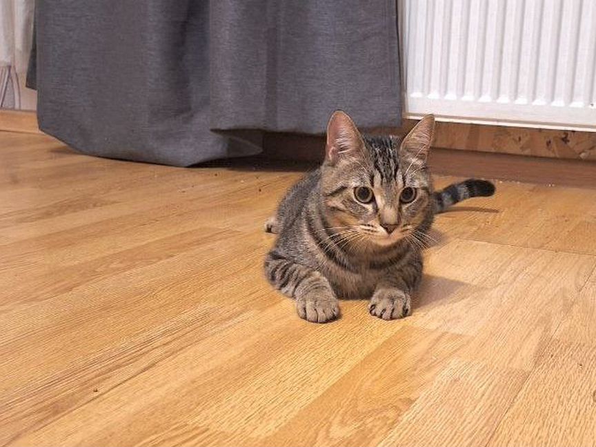 Молодой котик