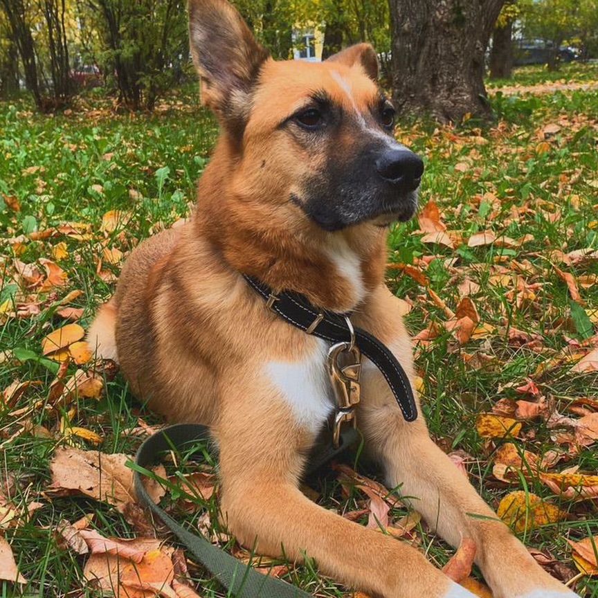 Лайка, взрослый пёс