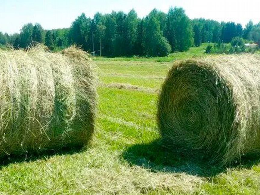 Сено в рулонах 2024г