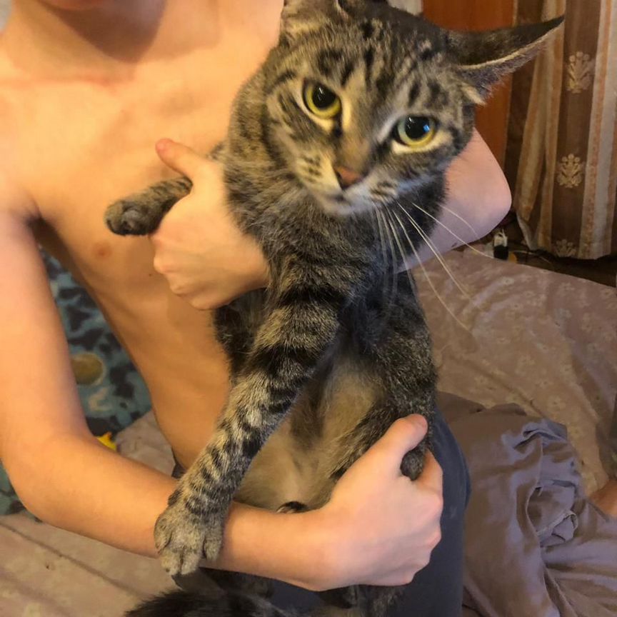 Кошки в добрые руки