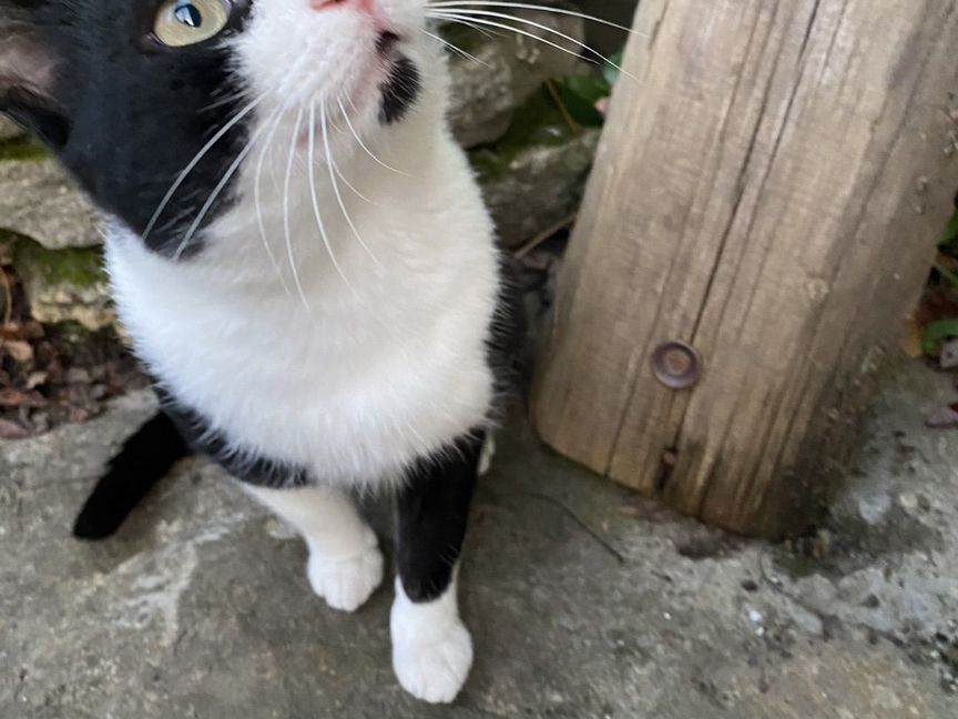 Котикбесплатно