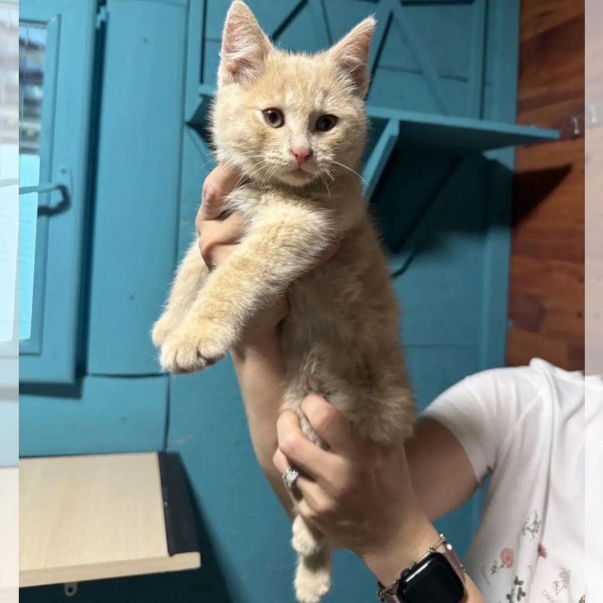 Котёнок в добрые руки