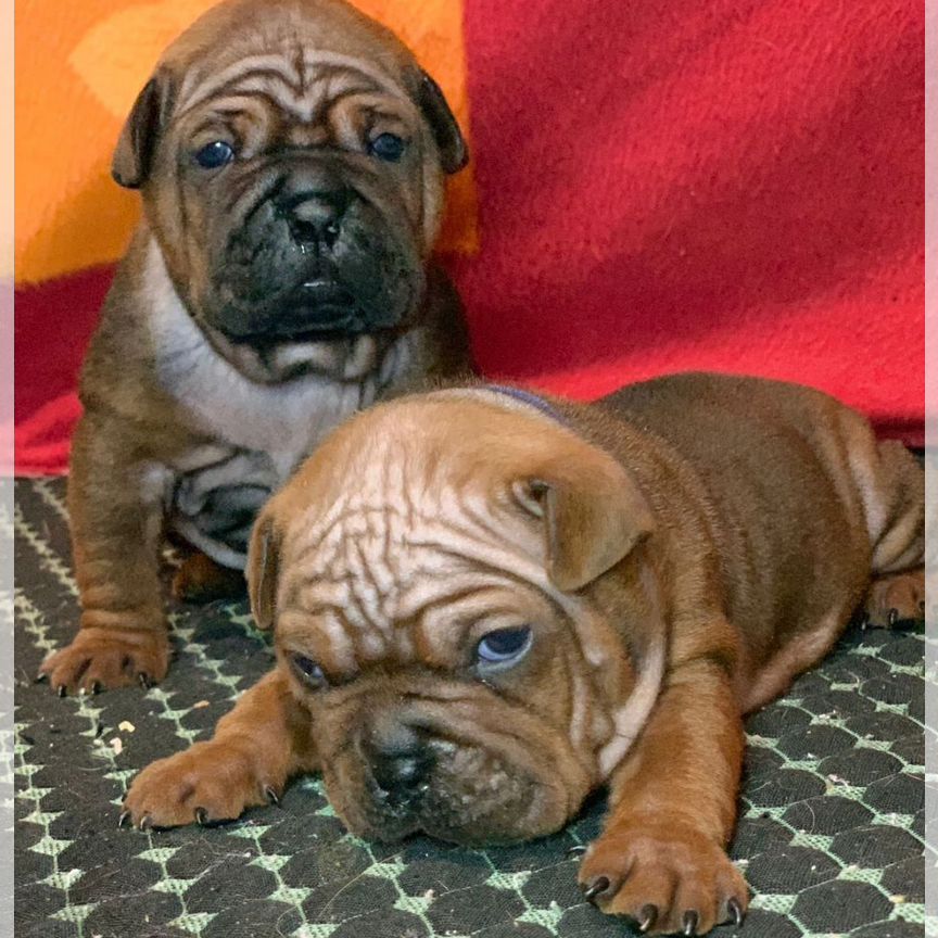 Чунцин, щенок