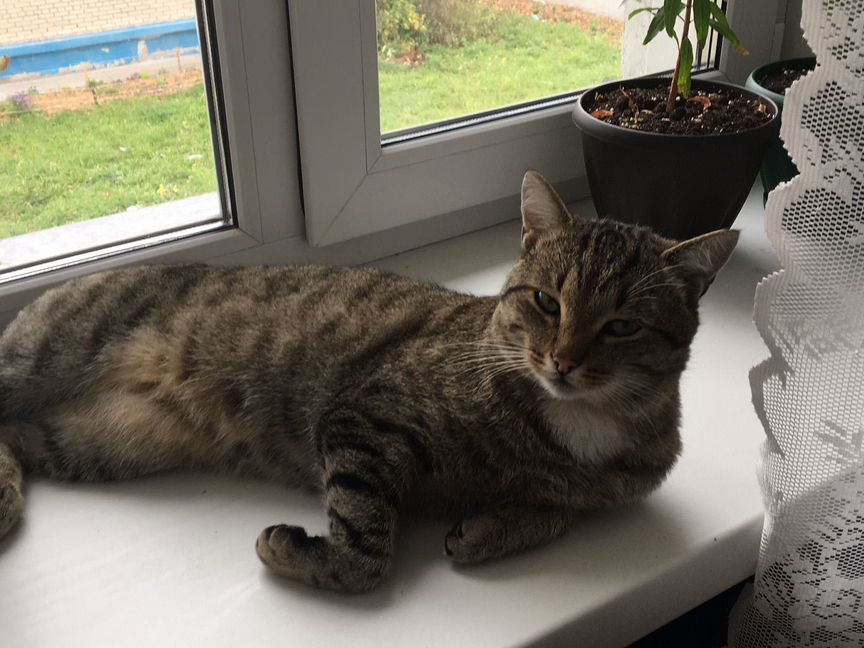 Кот в добрые руки