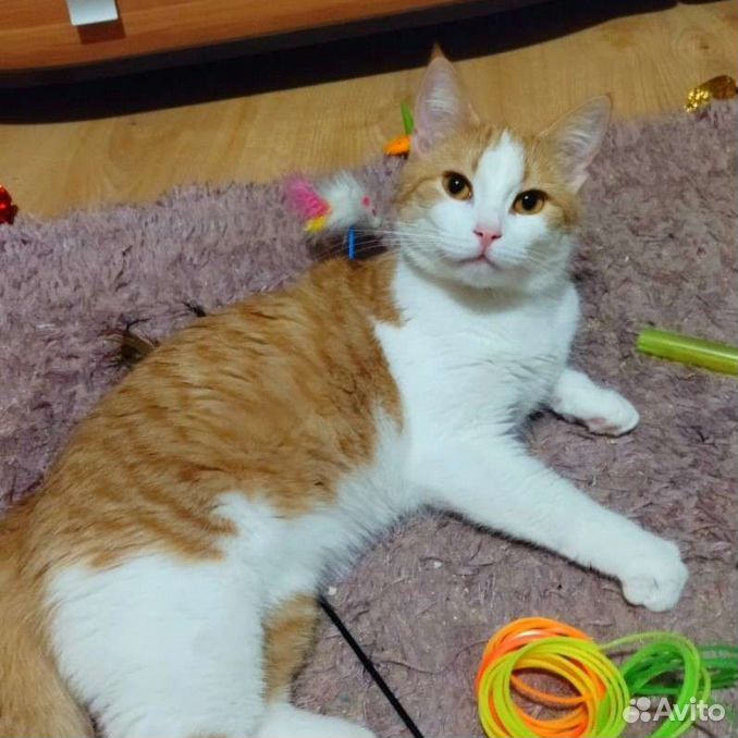 Рыженькая девочка ищет дом