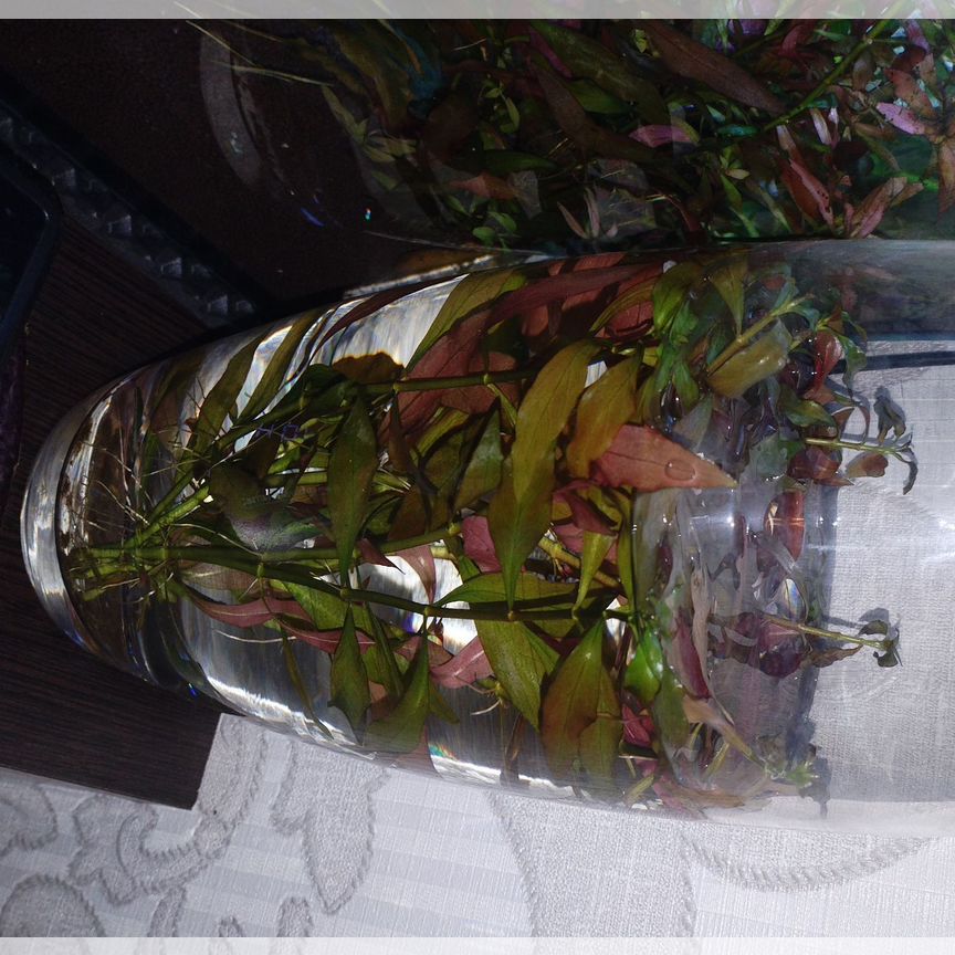 Аквариумное растение