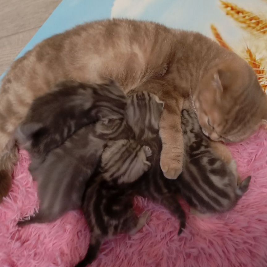 Шотландский вислоухий короткошёрстный котёнок