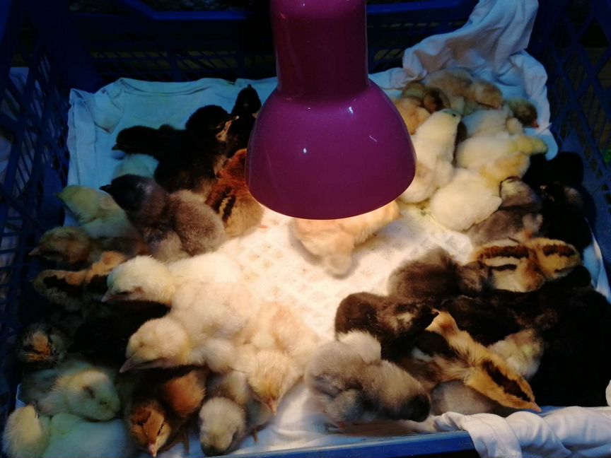 Цыплята суточные доминант и домашняя несушка